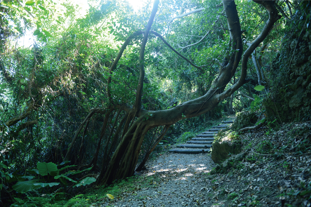 When hiking through Horohorō Forest, take care not to disturb the plant ...