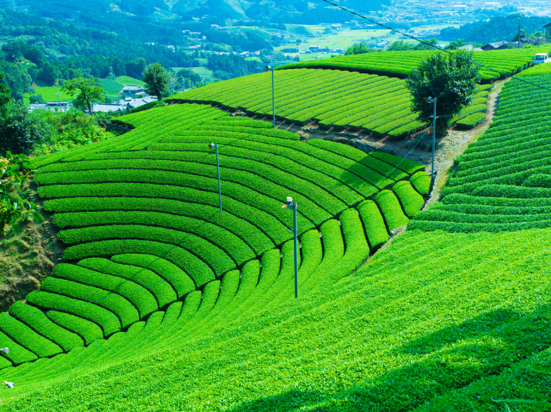 Kyoto tea fields.png