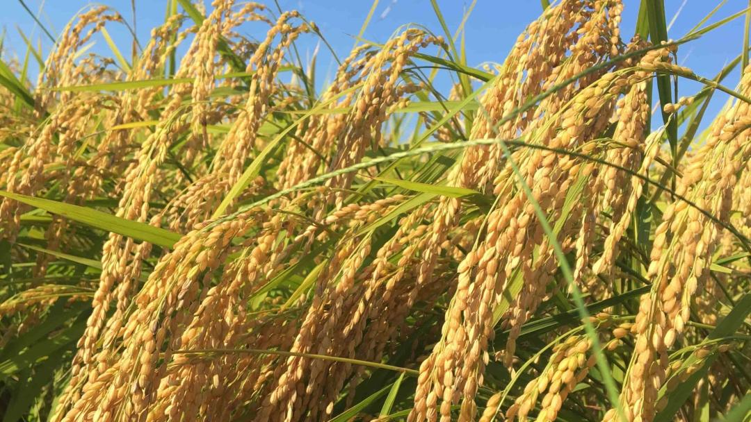 The world of rice opened to the five senses